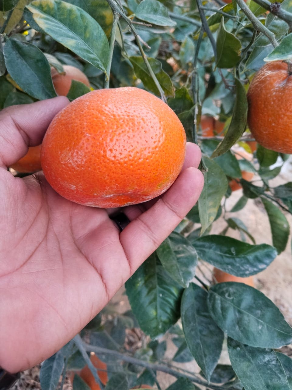 Mandarin "Best Egyptian Mandarine - Murcott - Fremont Supplier"
