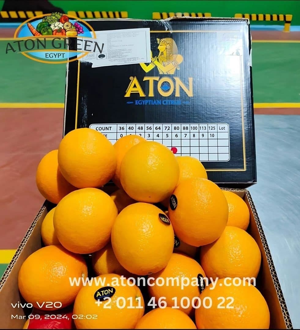 "Best Egyptian Oranges supplier"
